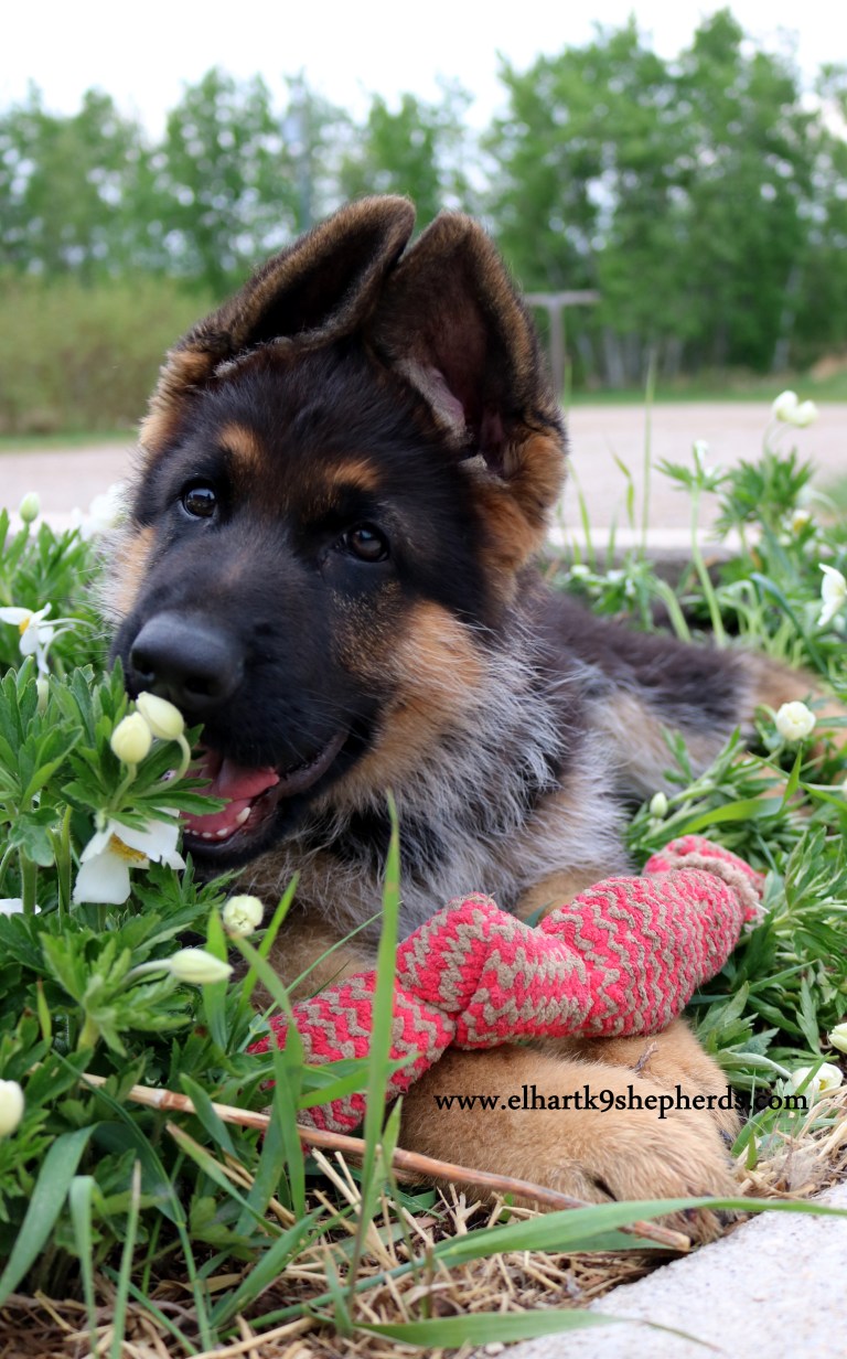 Elhart K-9's – German Shepherd Dogs