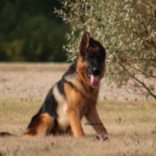 Elhart K-9's – German Shepherd Dogs