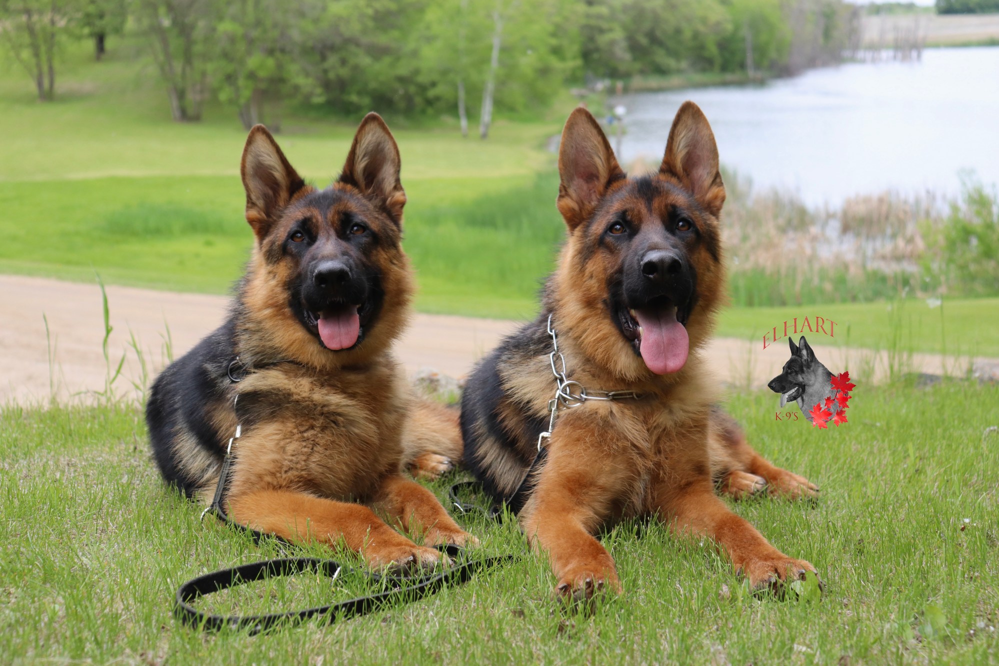 Elhart K-9's – German Shepherd Dogs