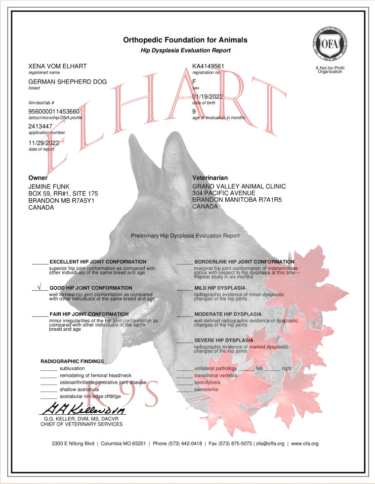 Xena OFA Hips – Elhart K-9's