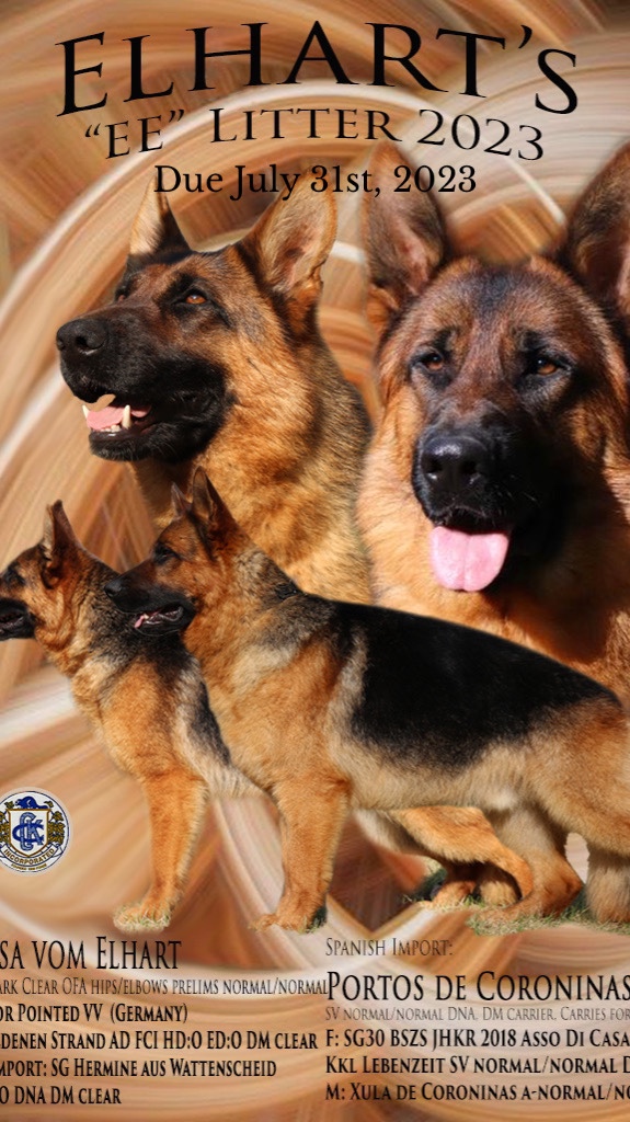 Upcoming Litter Due July 31st, 2023! Check out our website for more information! – Elhart K-9's