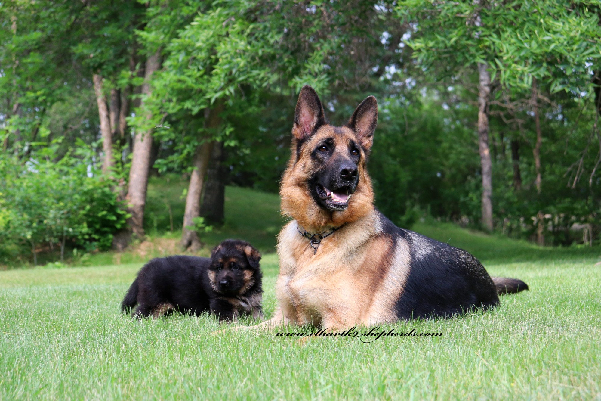 Elhart K-9's – German Shepherd Dogs